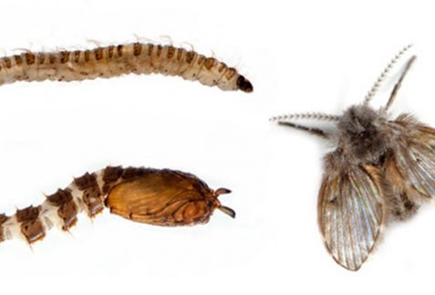 How to Get Rid of Drain Worms | PlumbWize